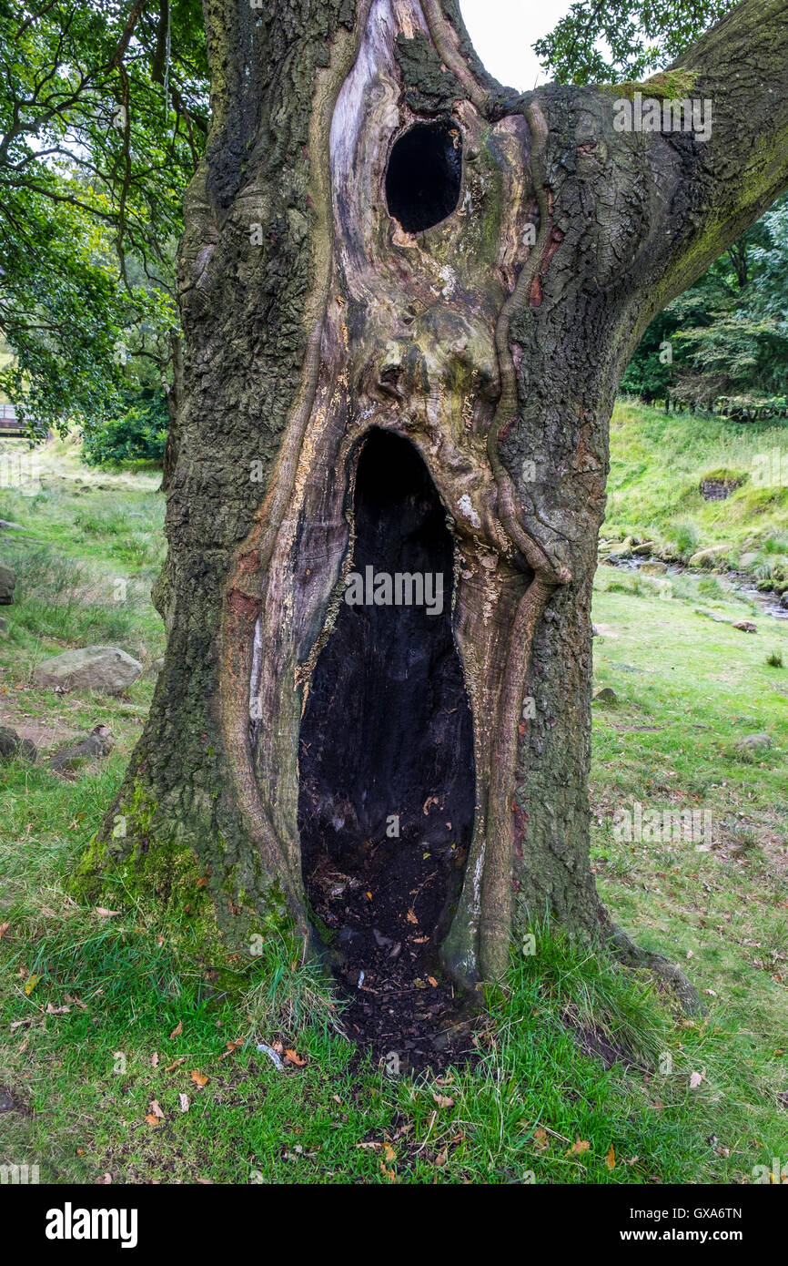 A dead tree which has been hollowed out and set on fire Stock Photo - Alamy