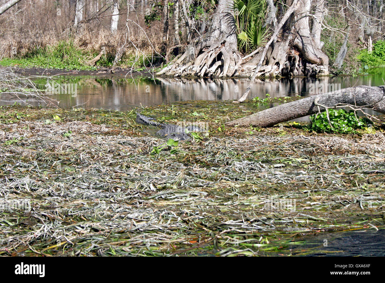 An alligator swimming through the waters of a swamp Stock Photo - Alamy