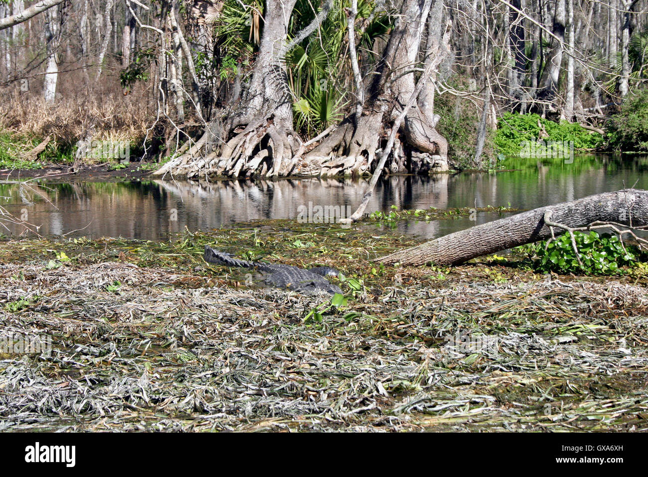 An alligator swimming through the waters of a swamp Stock Photo - Alamy