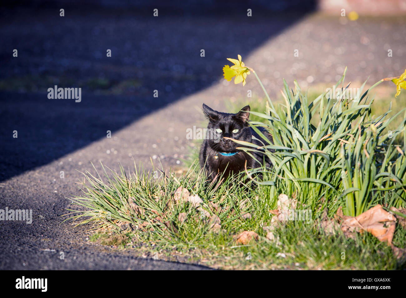 Cat in flowers hi-res stock photography and images - Alamy