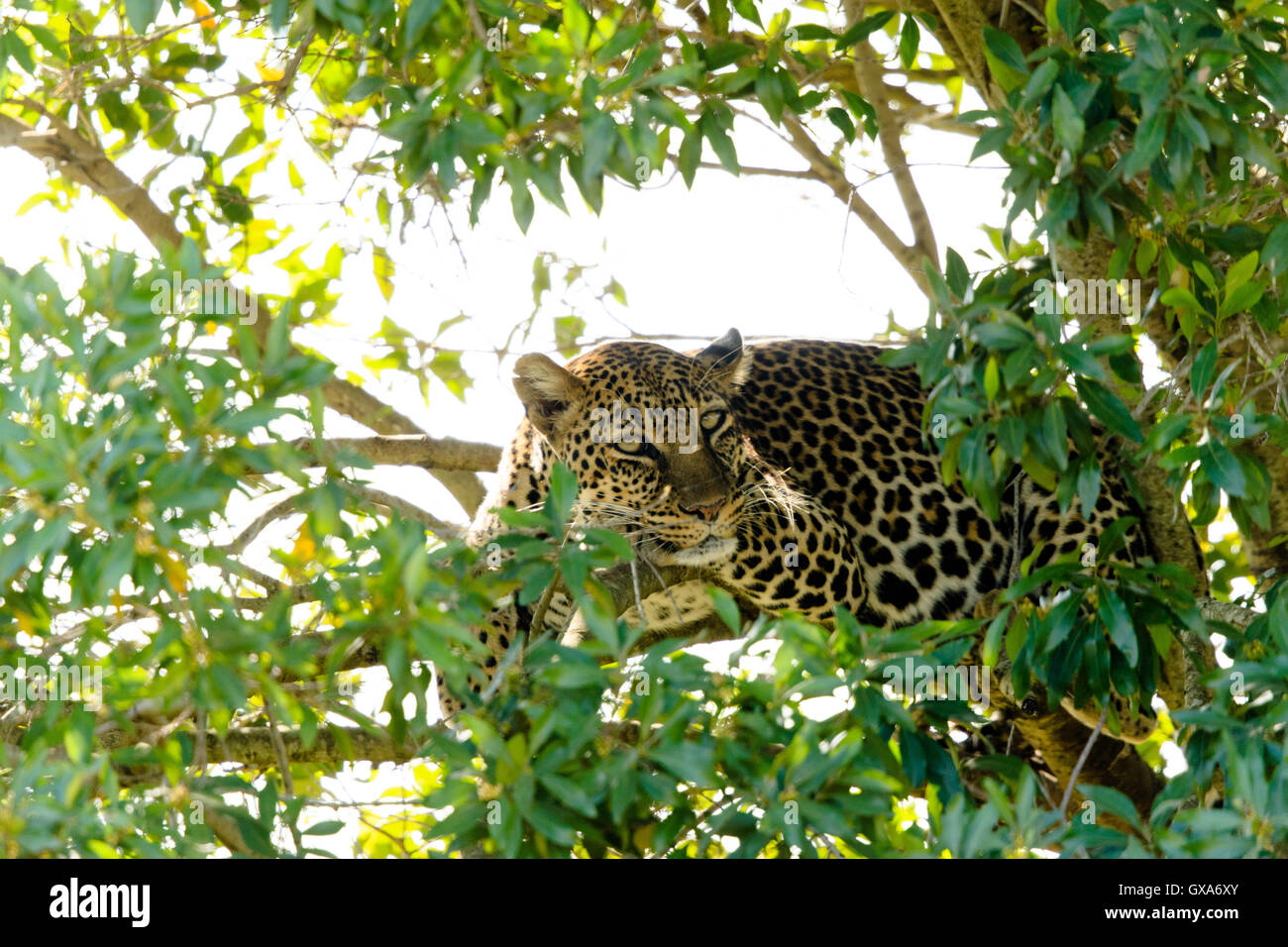 Leopard on the tree hi-res stock photography and images - Alamy