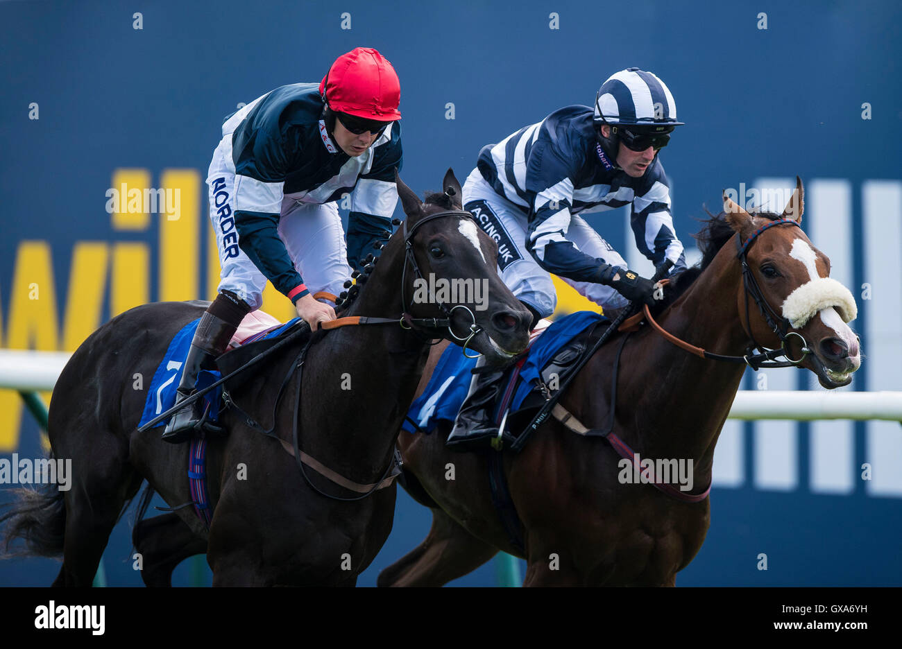 Commissioning horse hi-res stock photography and images - Alamy