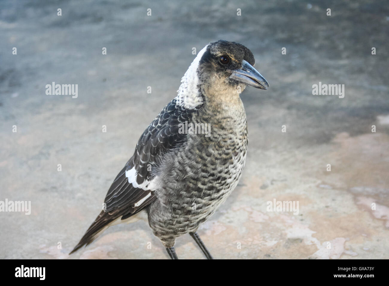 Black and white Australian magpie portrait looking at camera Stock ...