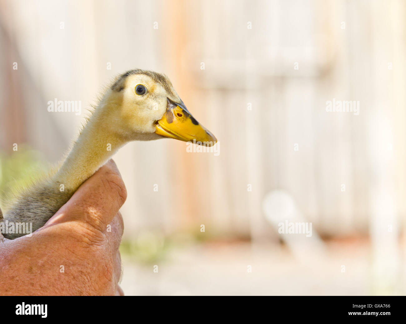 Duck being hold by a hand and smilling to camera Stock Photo - Alamy