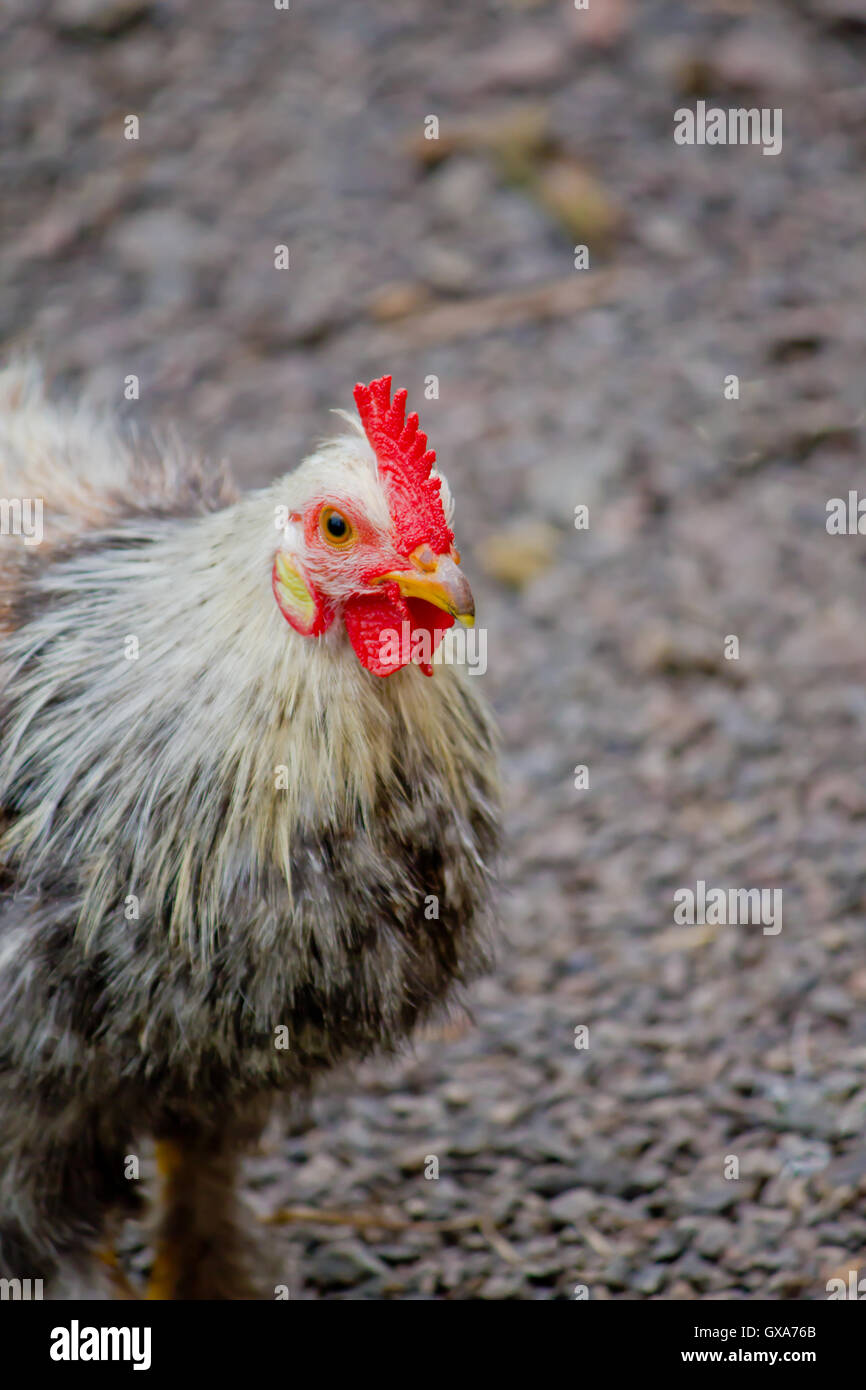 A chicken facing the camera Stock Photo - Alamy