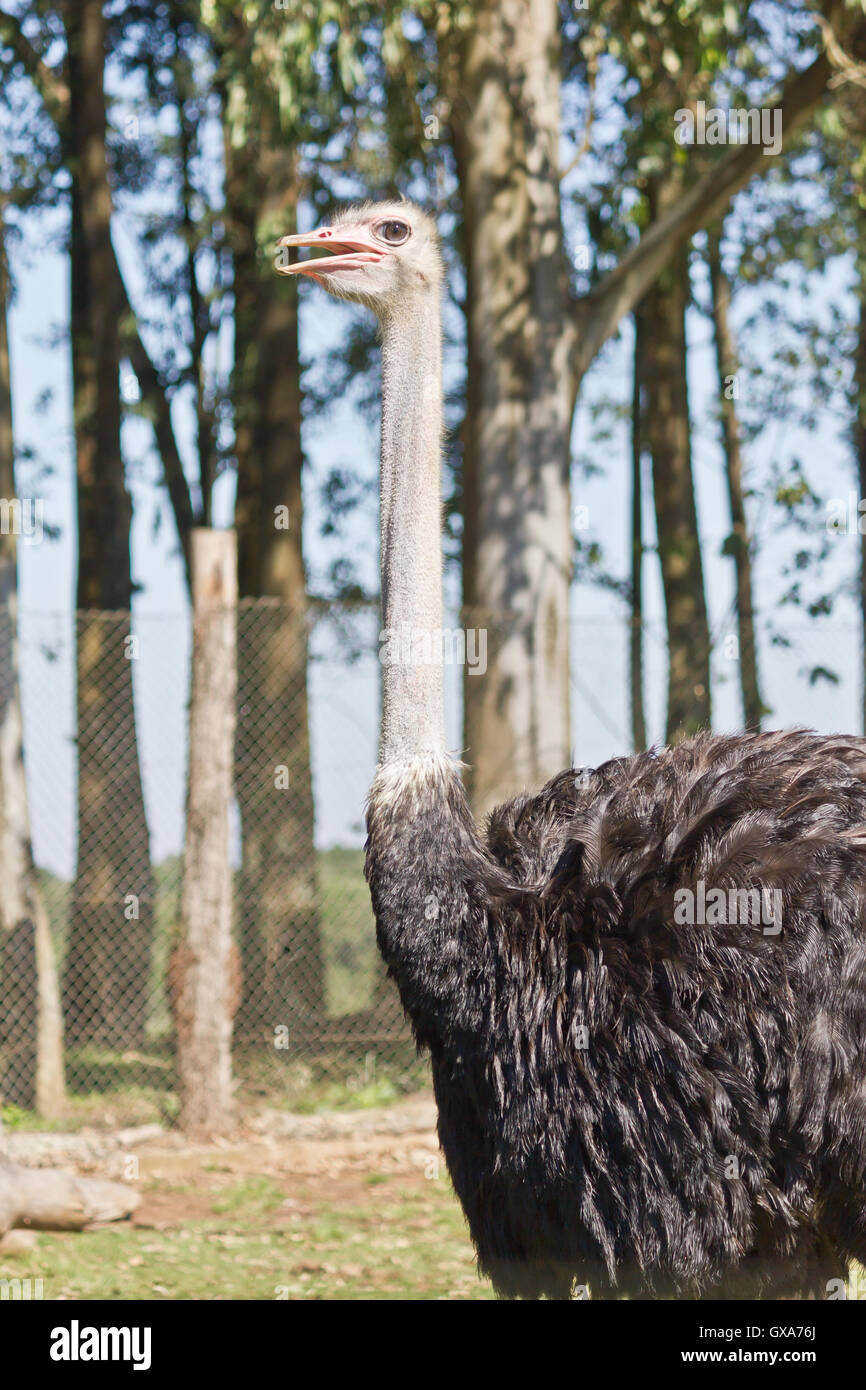 Female emu hi-res stock photography and images - Alamy