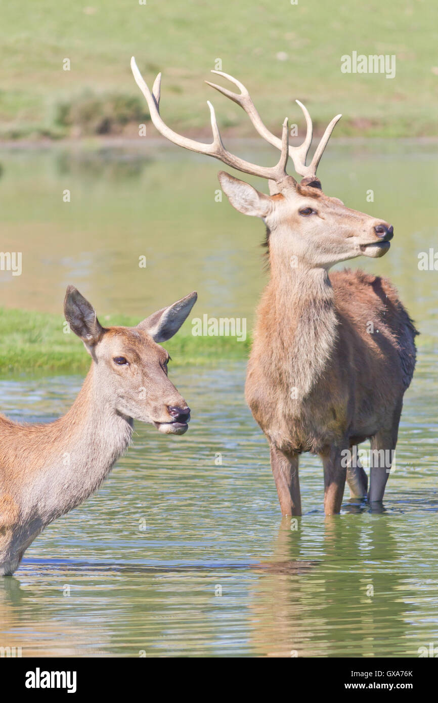 Deer lagoon hi-res stock photography and images - Alamy