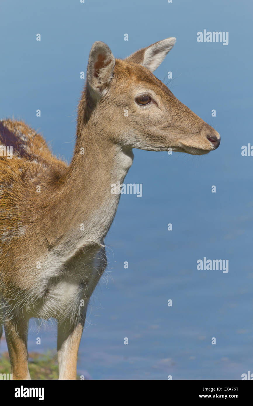Deer lagoon hi-res stock photography and images - Alamy