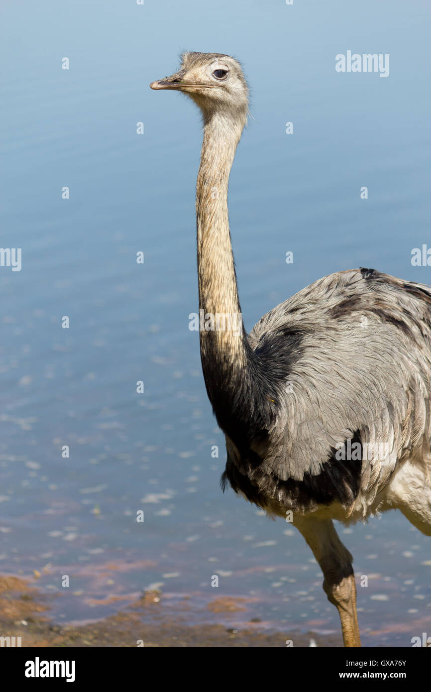 Emu smile hi-res stock photography and images - Alamy