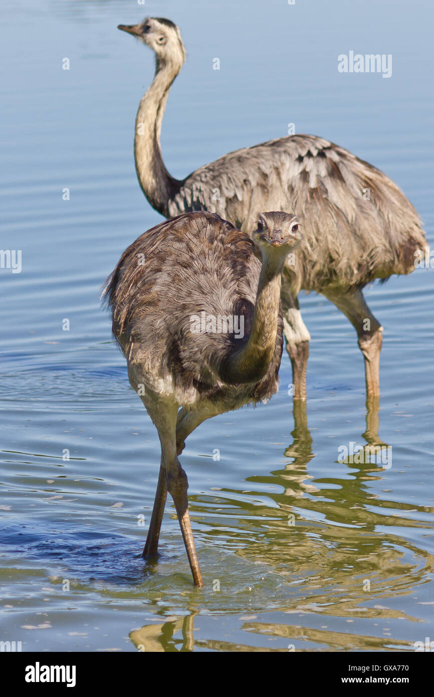 Emu in the lake Stock Photo - Alamy
