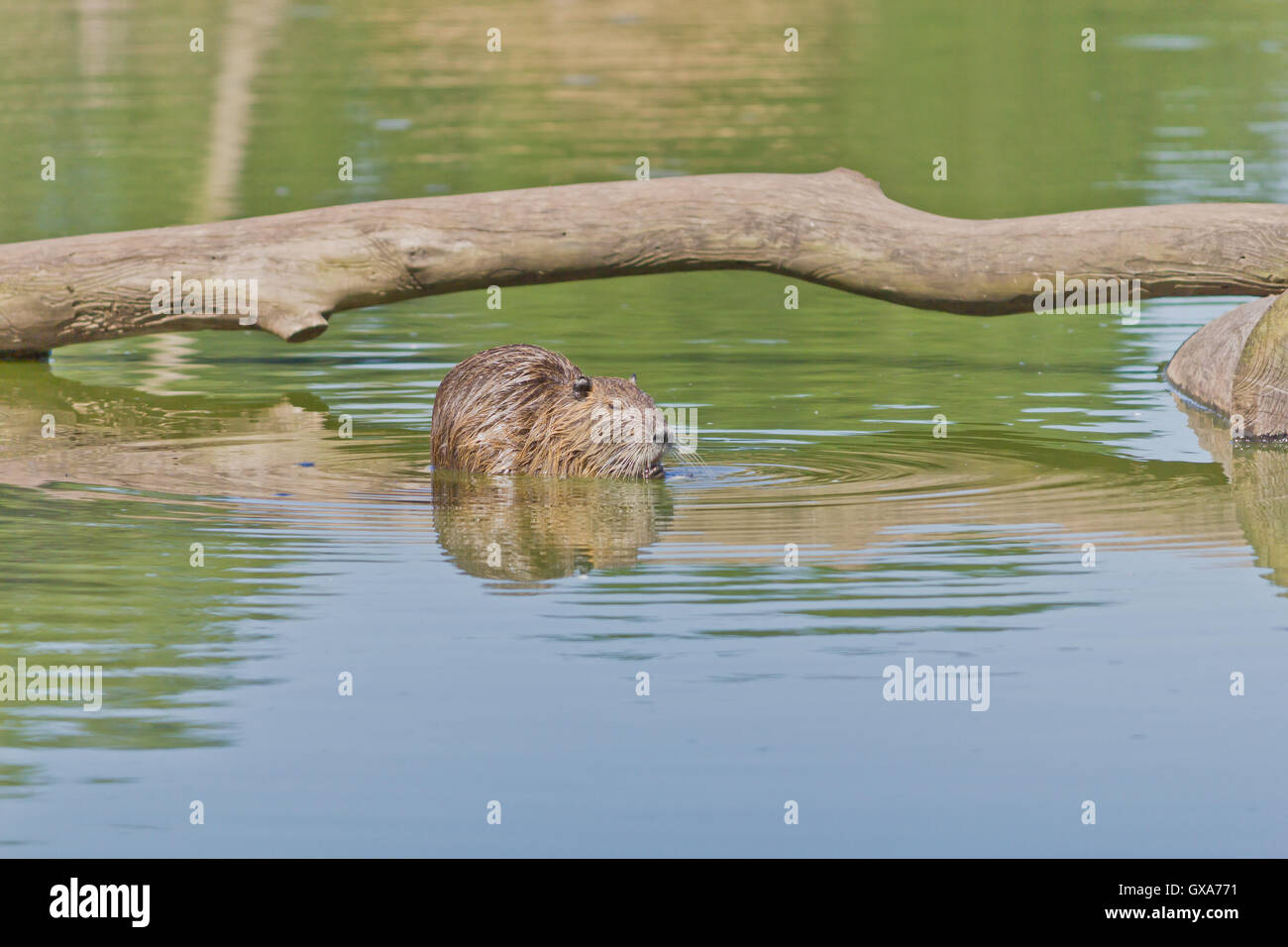 Capybara swim hi-res stock photography and images - Alamy