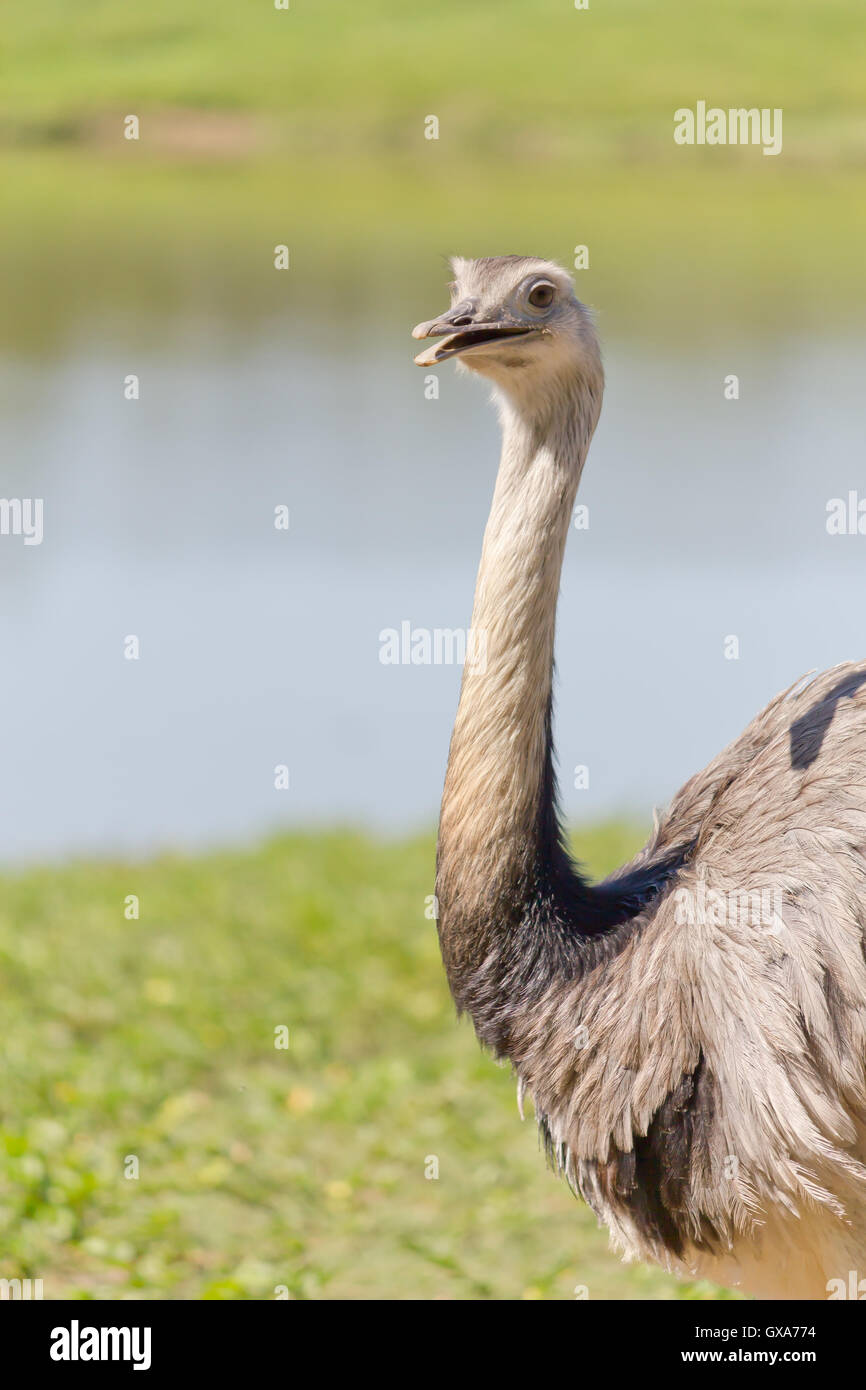 Emu in the zoo Stock Photo - Alamy