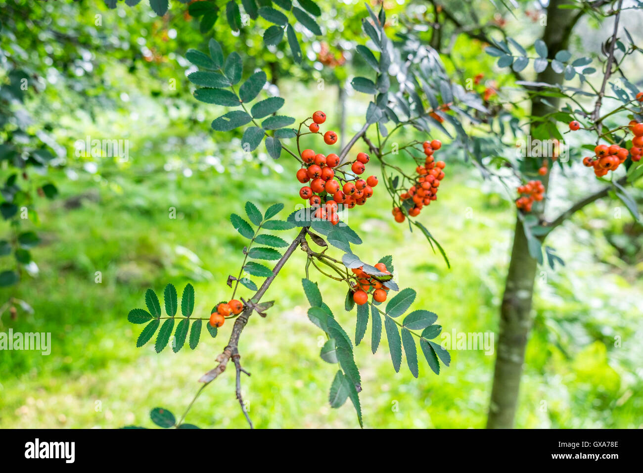 Mountain Ash tree with red berries Stock Photo - Alamy
