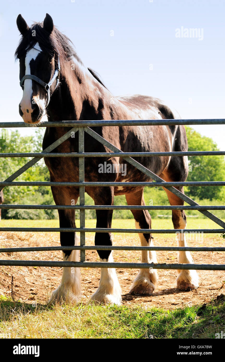 Shire horse breed draught horse hi-res stock photography and images - Alamy