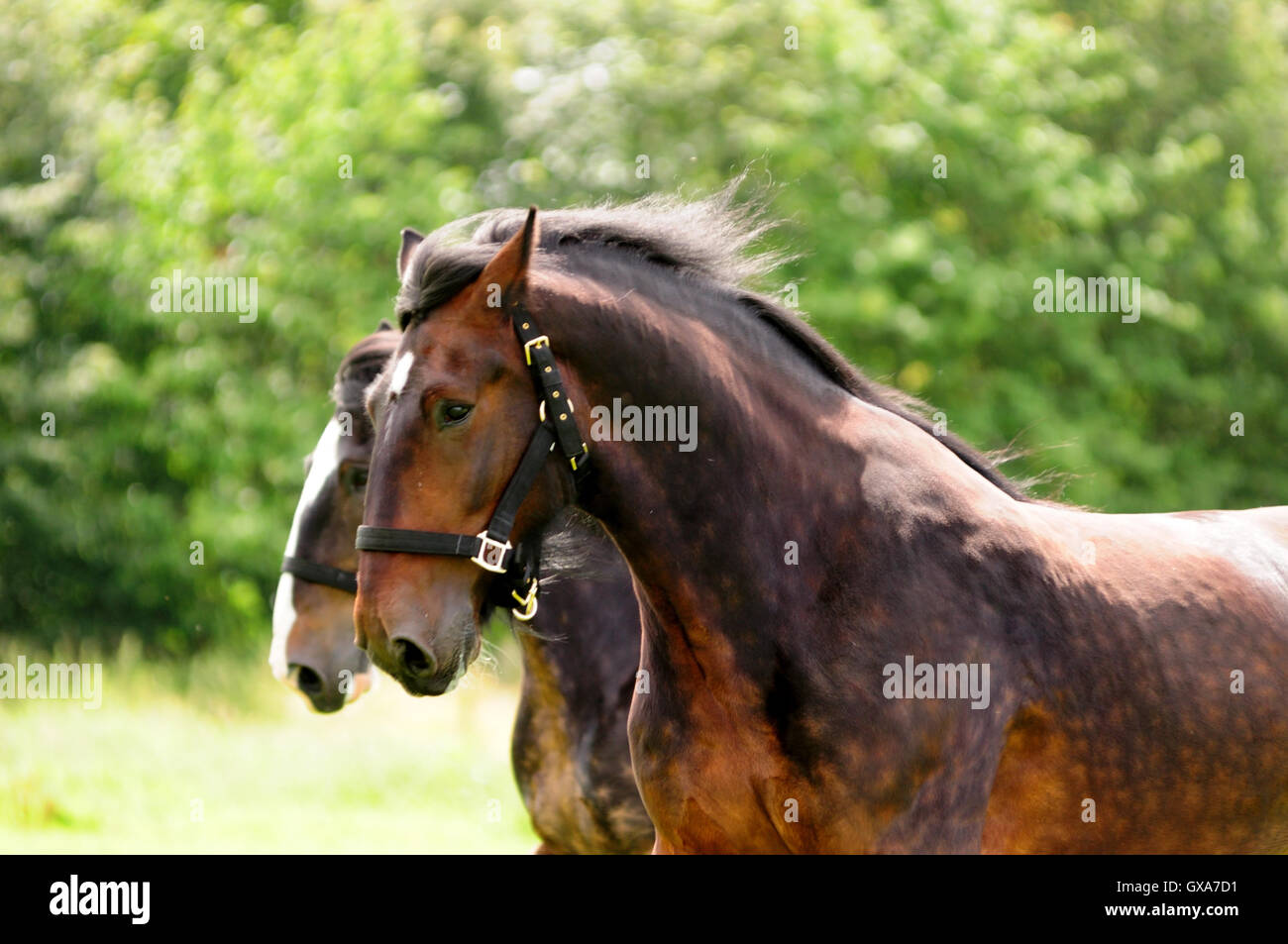 Britain shire horse field hi-res stock photography and images - Alamy