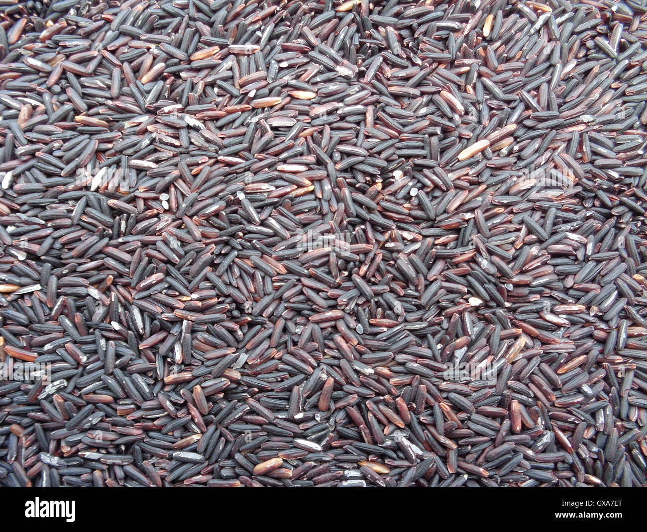 Raw Riceberry Rice Close-up for Background, Texture, Uncooked Rice ...