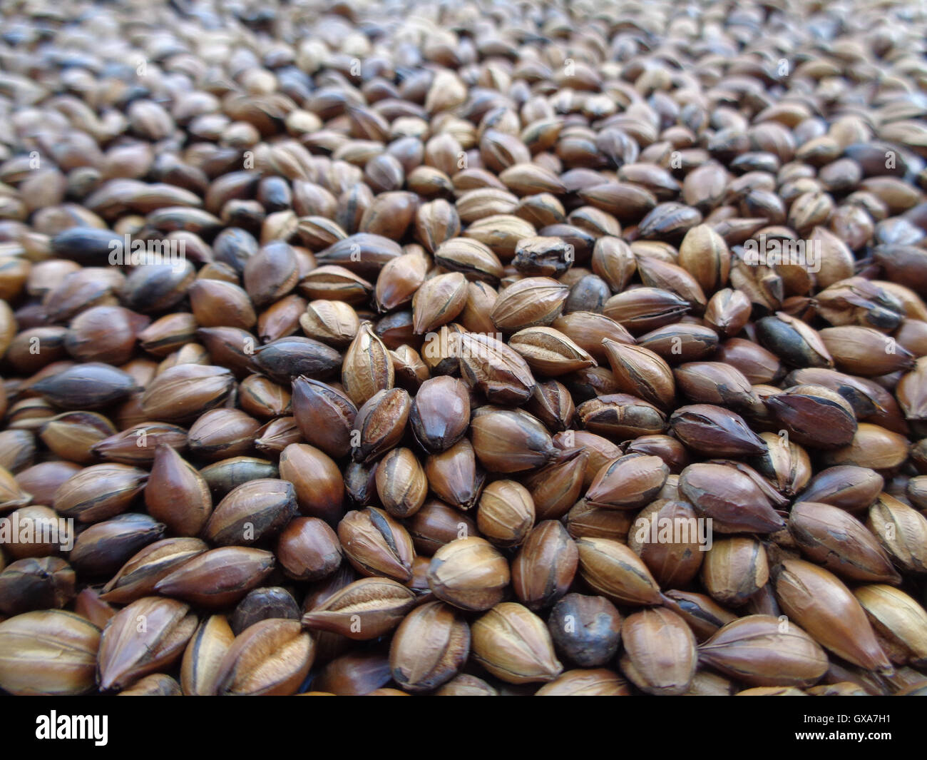 Roasted Barley Close-up for Background, Texture Stock Photo - Alamy