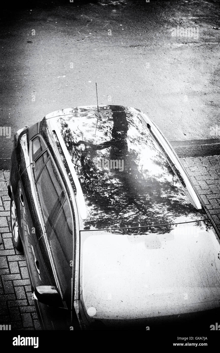 Trees and car reflections hi-res stock photography and images - Alamy