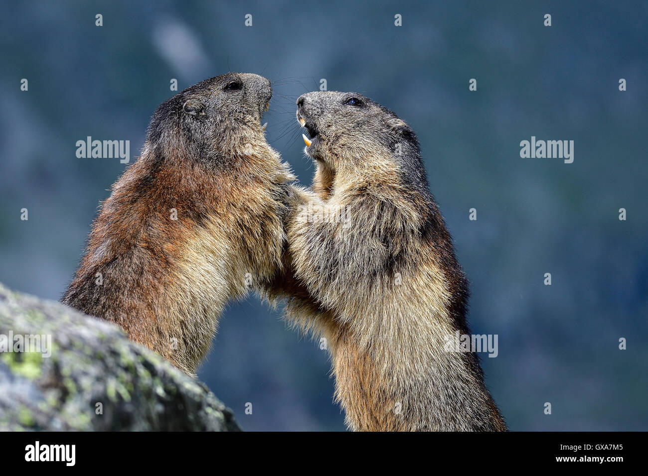Marmot fight hi-res stock photography and images - Alamy