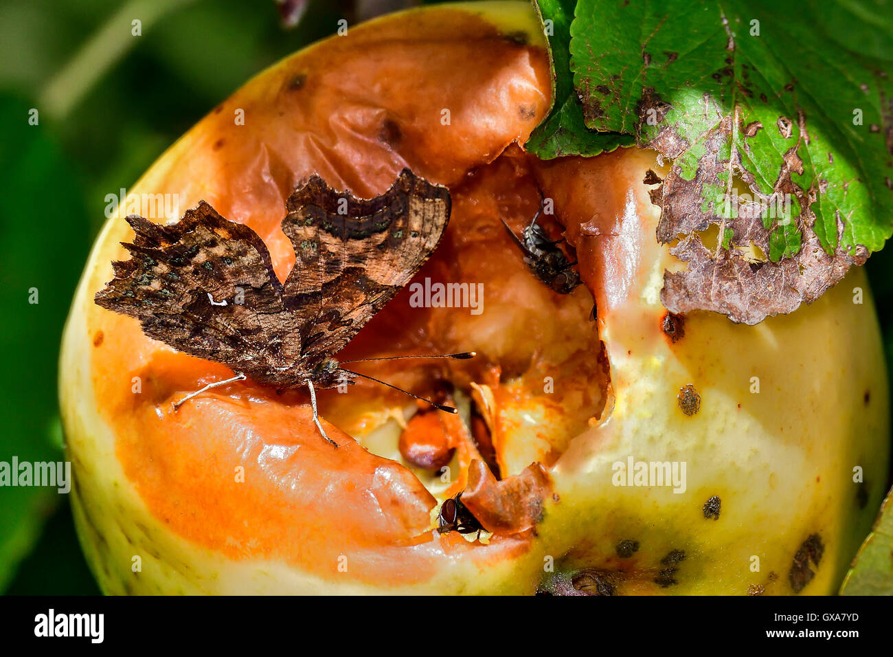 Orange comma butterfly hi-res stock photography and images - Alamy