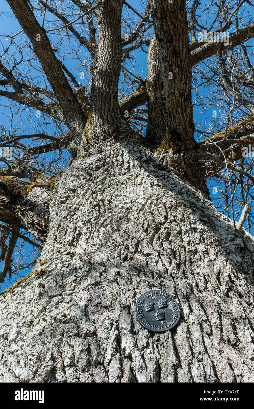 Oak tree protected hi-res stock photography and images - Alamy