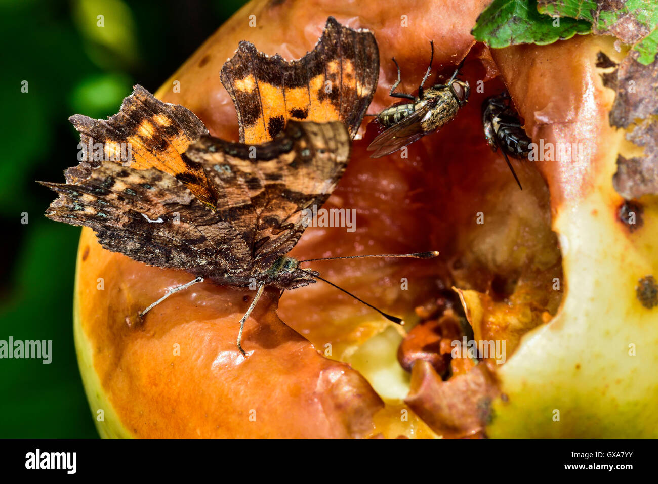Comma hi-res stock photography and images - Alamy
