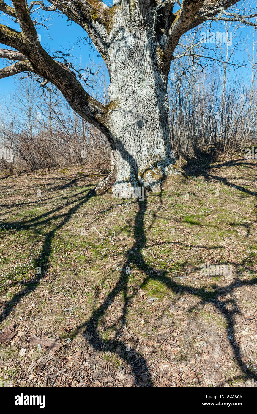 Oak tree under hi-res stock photography and images - Alamy