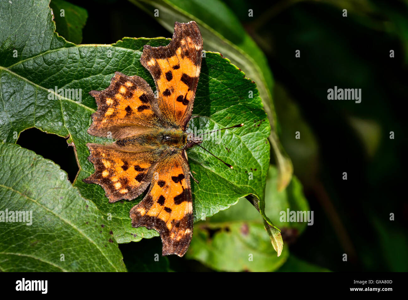 Orange comma butterfly hi-res stock photography and images - Alamy