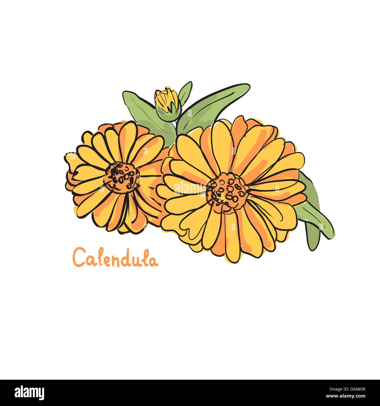 Hand drawn illustration of medicinal calendula plant. Unique picture of ...