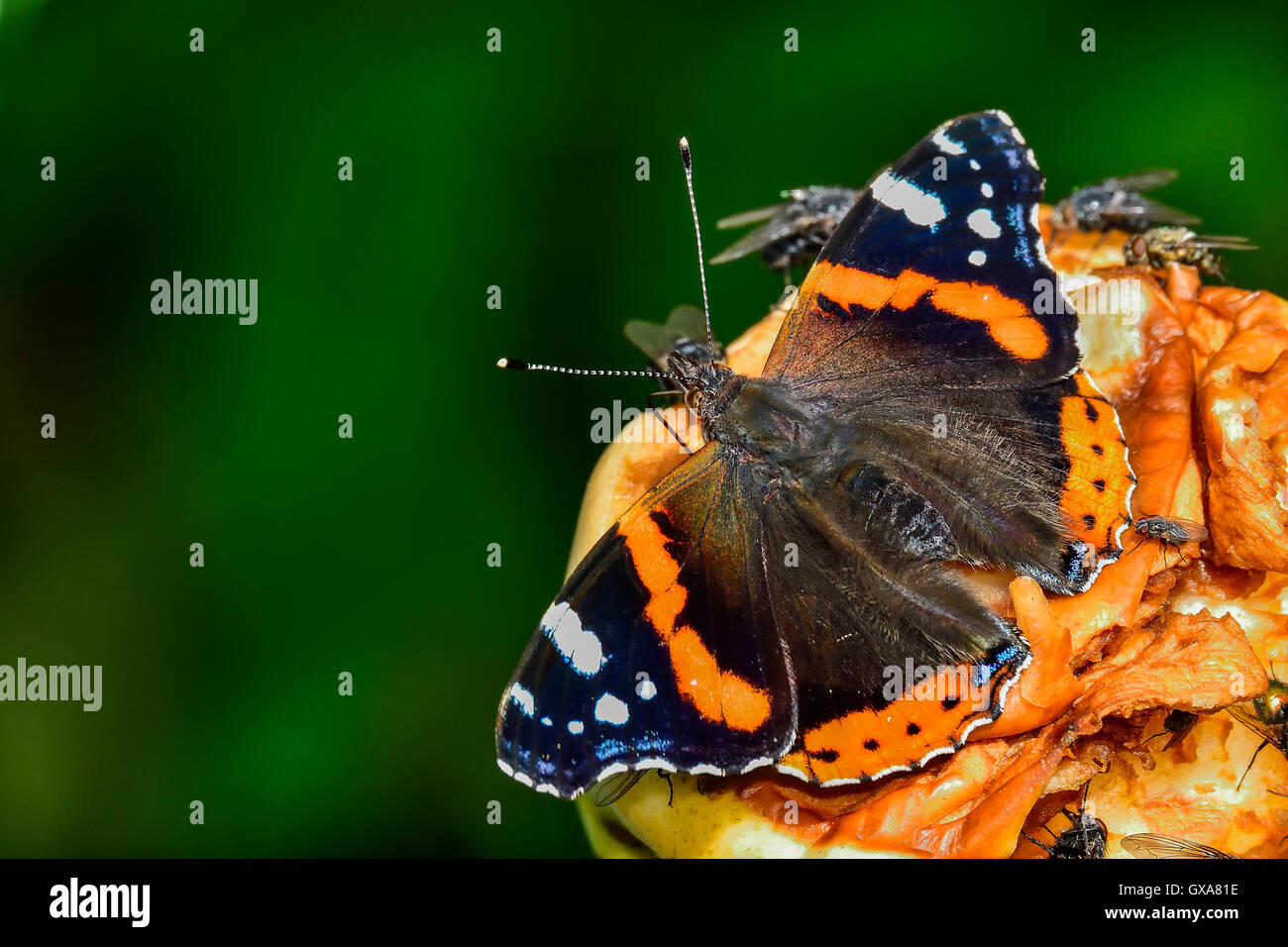 Red admiral hi-res stock photography and images - Alamy