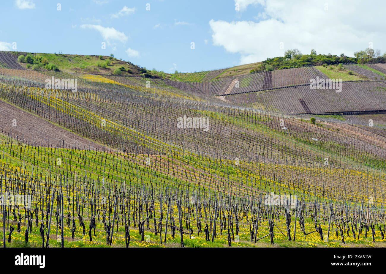 Vineyard in moselle valley germany hi-res stock photography and images ...