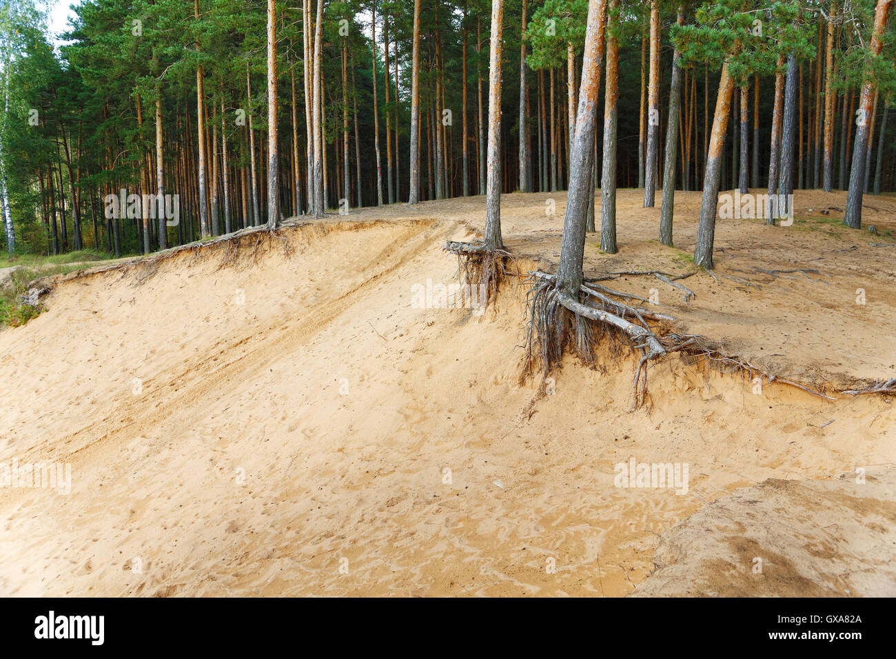 sandy cliff and pine forest in summer Stock Photo - Alamy
