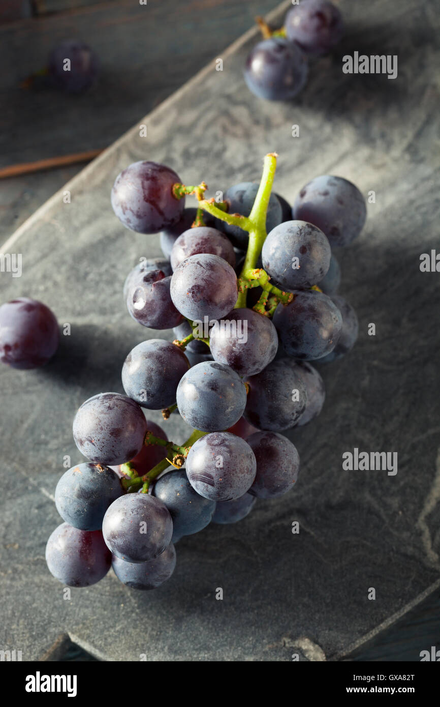 Concord grape plant hi-res stock photography and images - Alamy