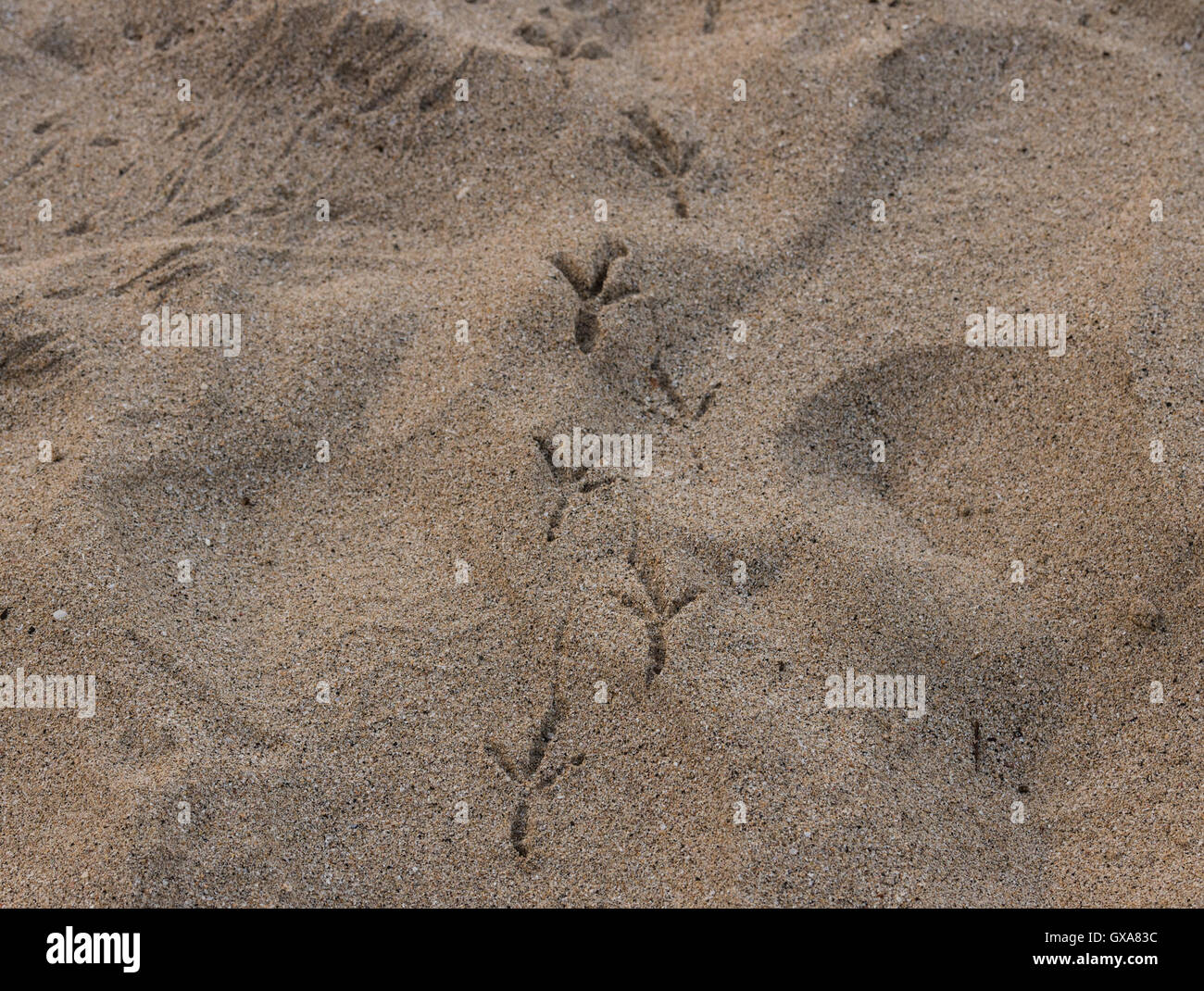 Bird tracks on the sand hi-res stock photography and images - Alamy