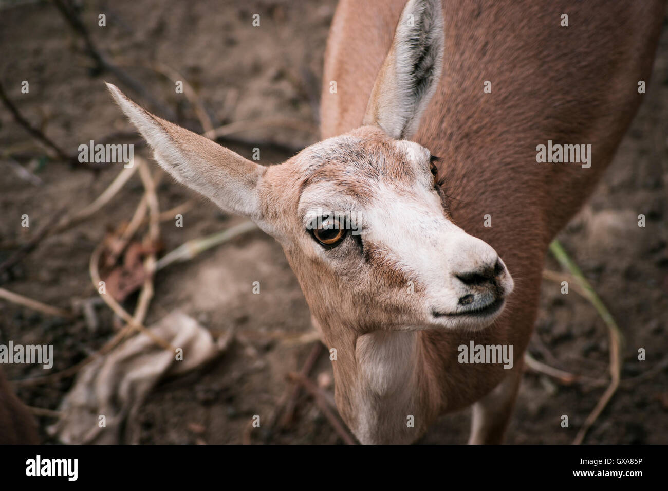 Rhim Gazelle Eyes