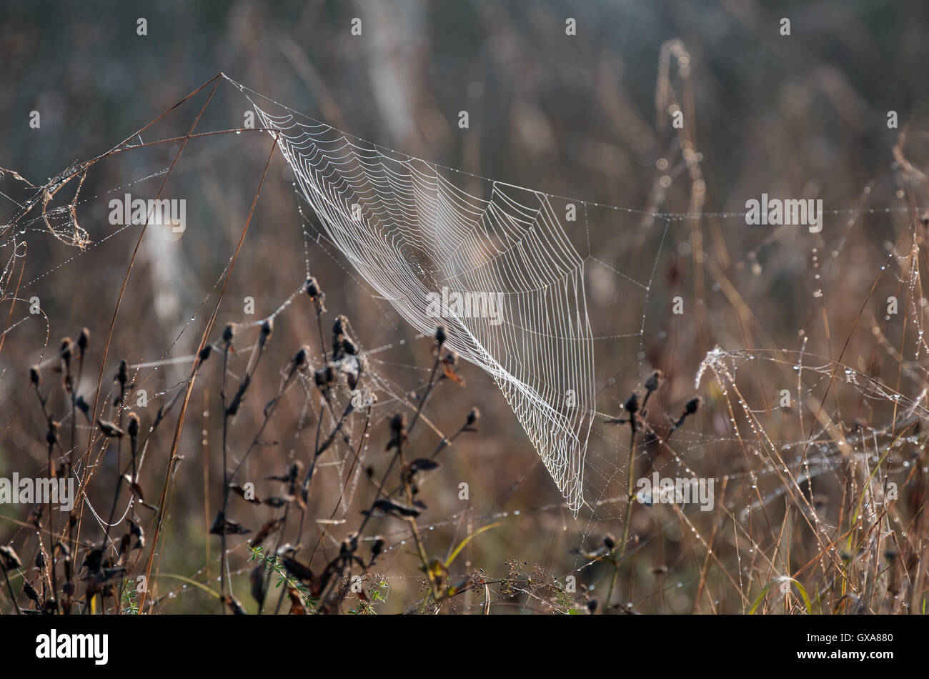 Spider web wallpaper hi-res stock photography and images - Alamy