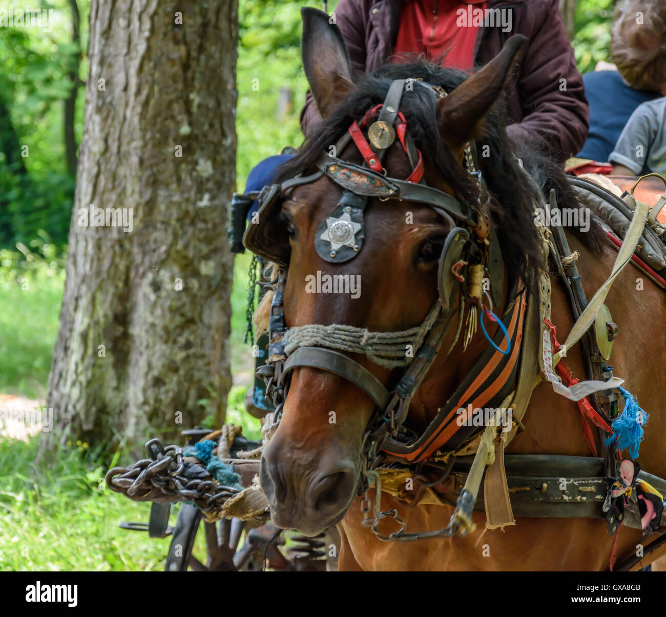 Horse head carriage hi-res stock photography and images - Alamy