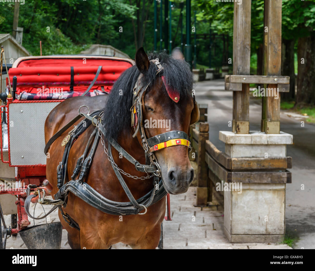 Horse head carriage hi-res stock photography and images - Alamy