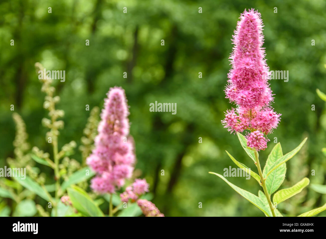 Veronica flower hi-res stock photography and images - Alamy
