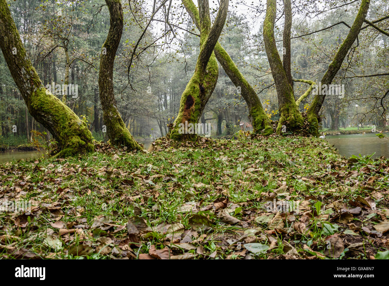 Forked tree branch hi-res stock photography and images - Alamy