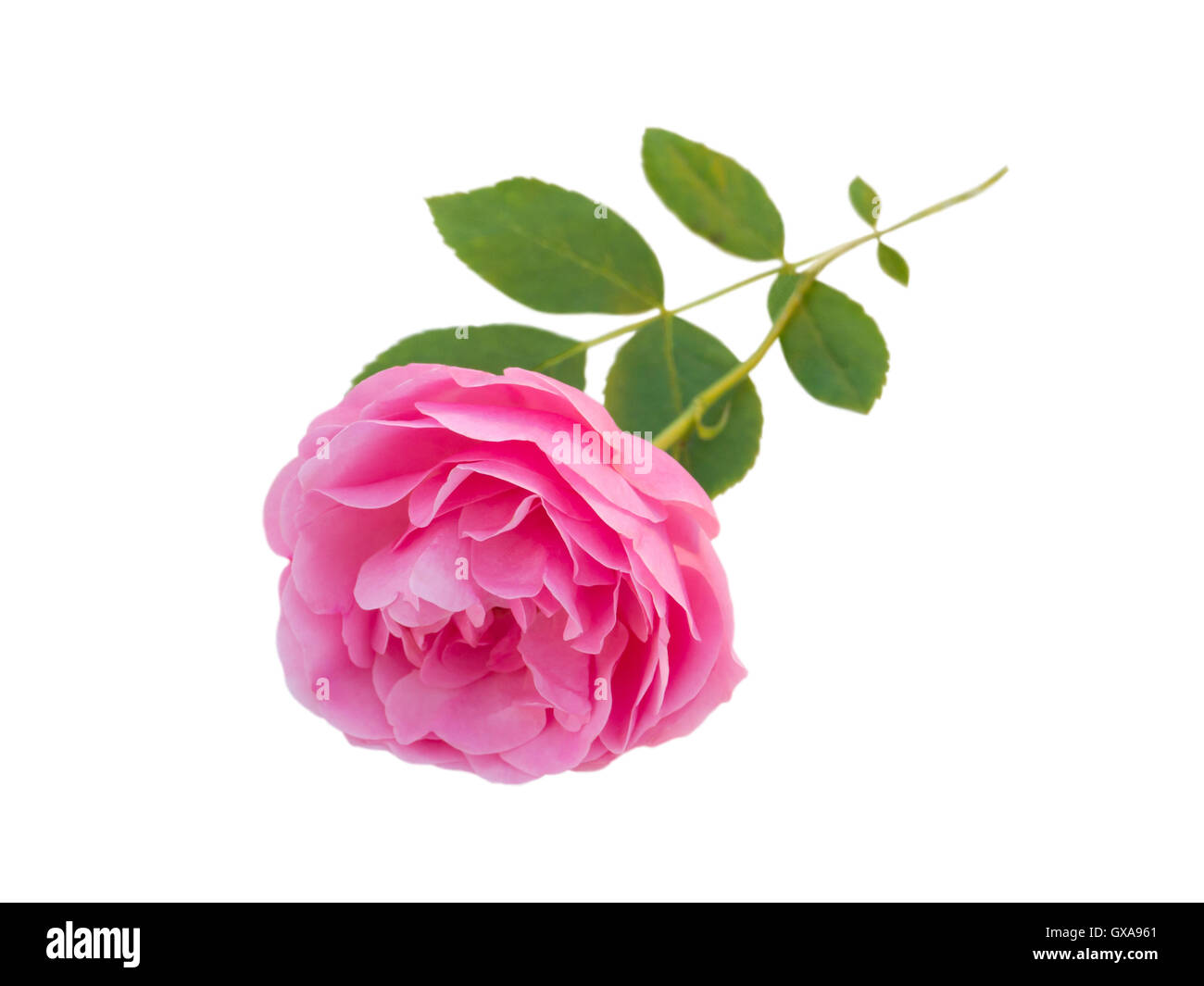Full rose Cut Out Stock Images & Pictures - Alamy