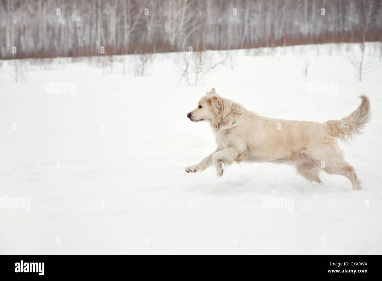 Labrador retriever in the winter Stock Photo - Alamy