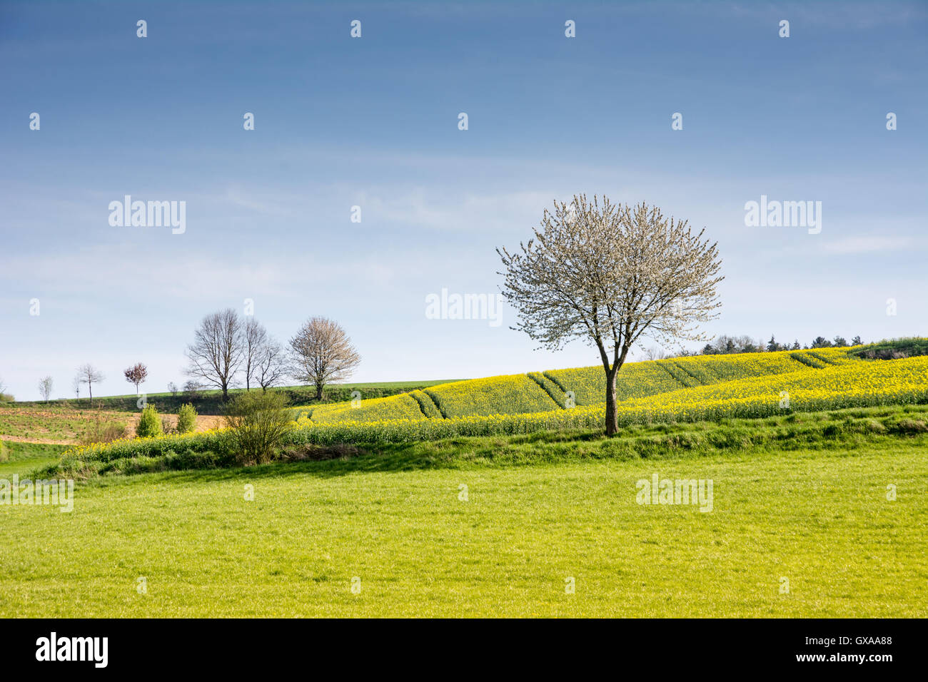 Landscape with a flowering tree at spring Stock Photo - Alamy