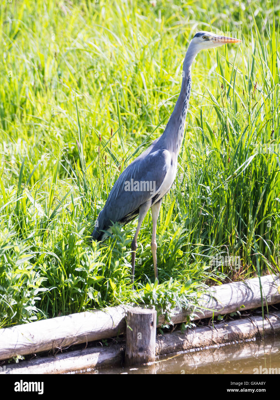 Reed water bird wildlife hi-res stock photography and images - Alamy