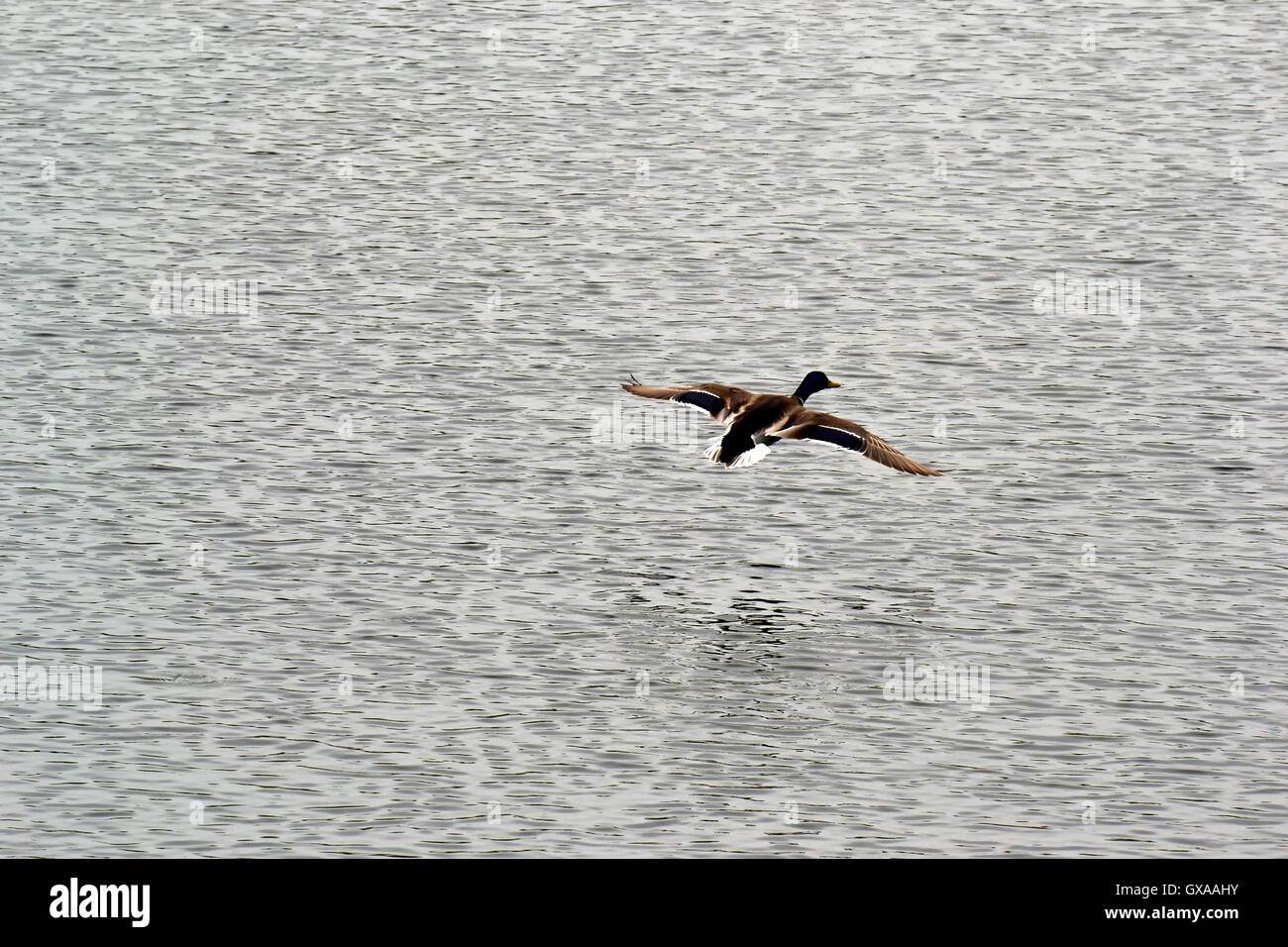 Flying ducks on spring lake Stock Photo - Alamy