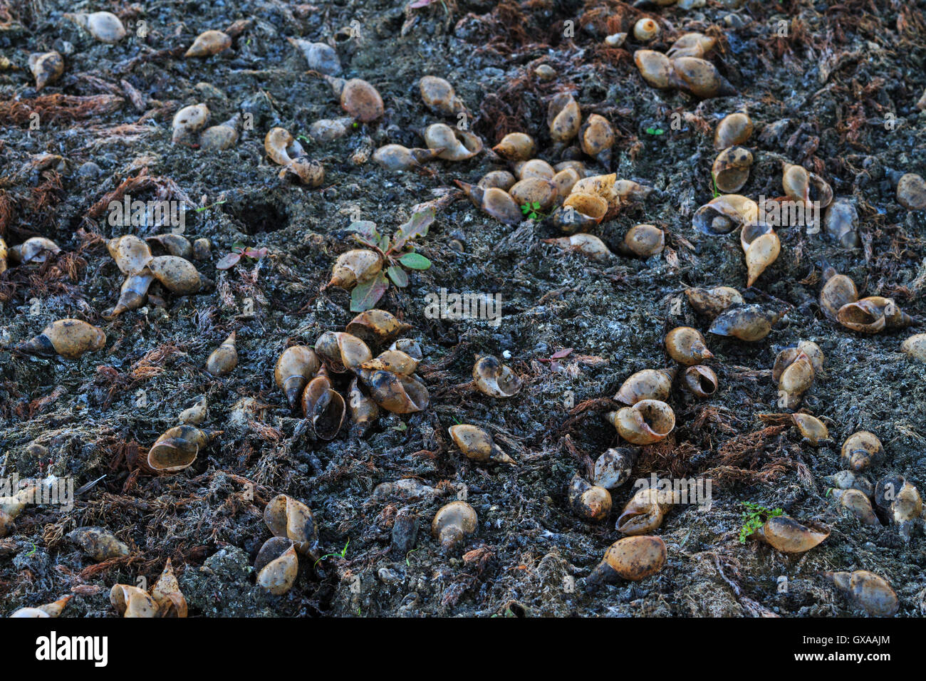 Empty Clam Shells High Resolution Stock Photography and Images - Alamy