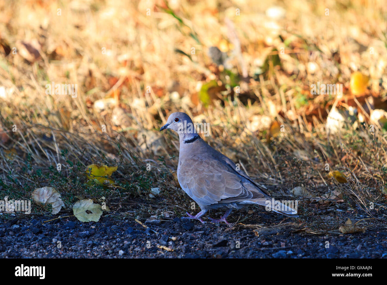 Eurasian collared dove and autum colors Stock Photo - Alamy