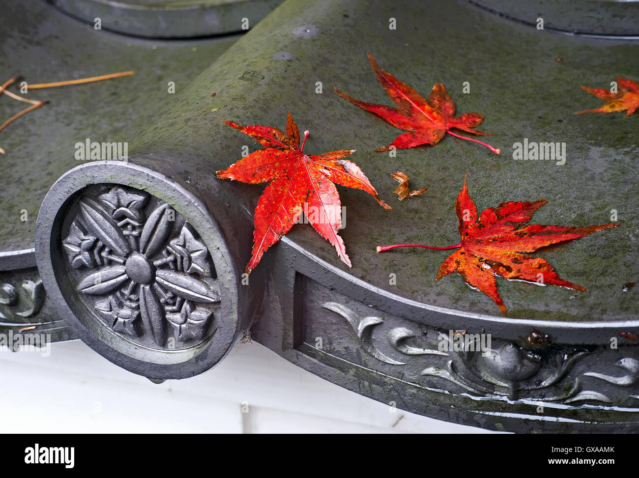Japan, Honshu island, Kansai, Kyoto, red maple leaf Stock Photo - Alamy