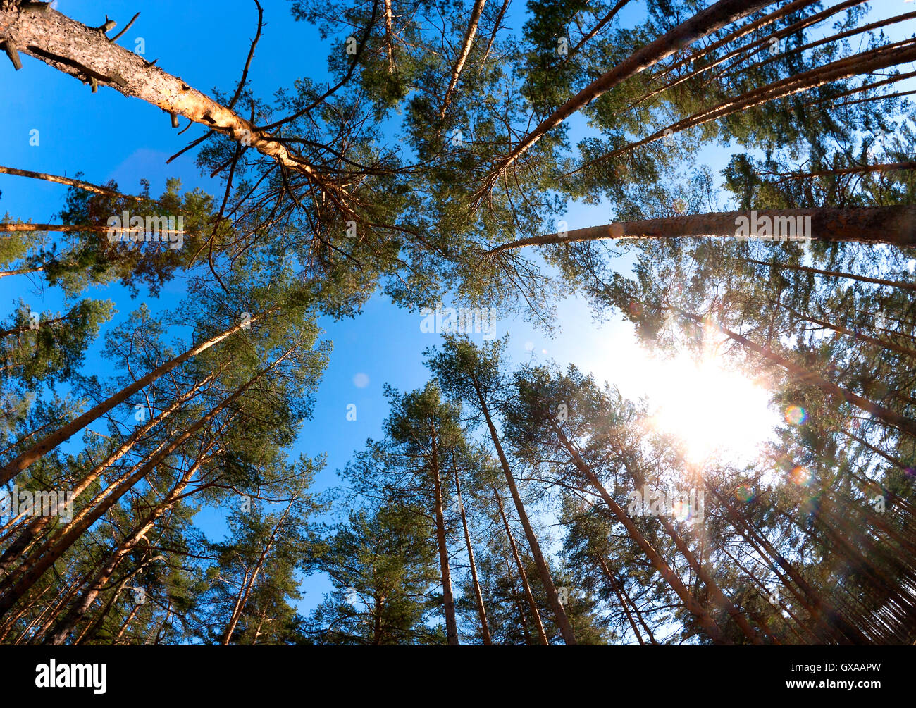 Perspective of pine trees shot with fish-eye lens with sun and blue sky ...