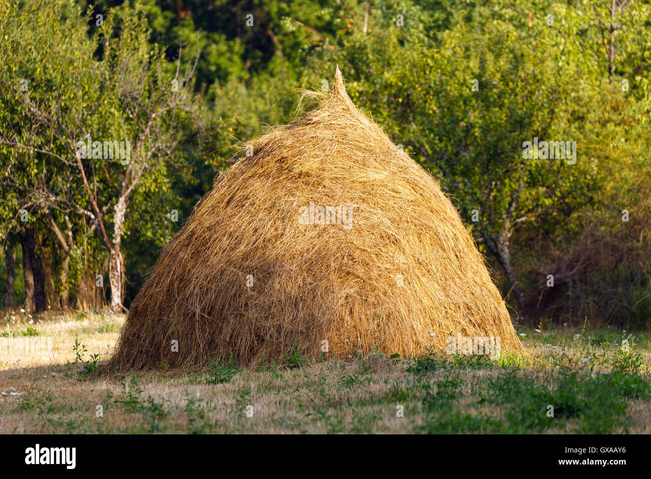 Orchard grass hay hi-res stock photography and images - Alamy
